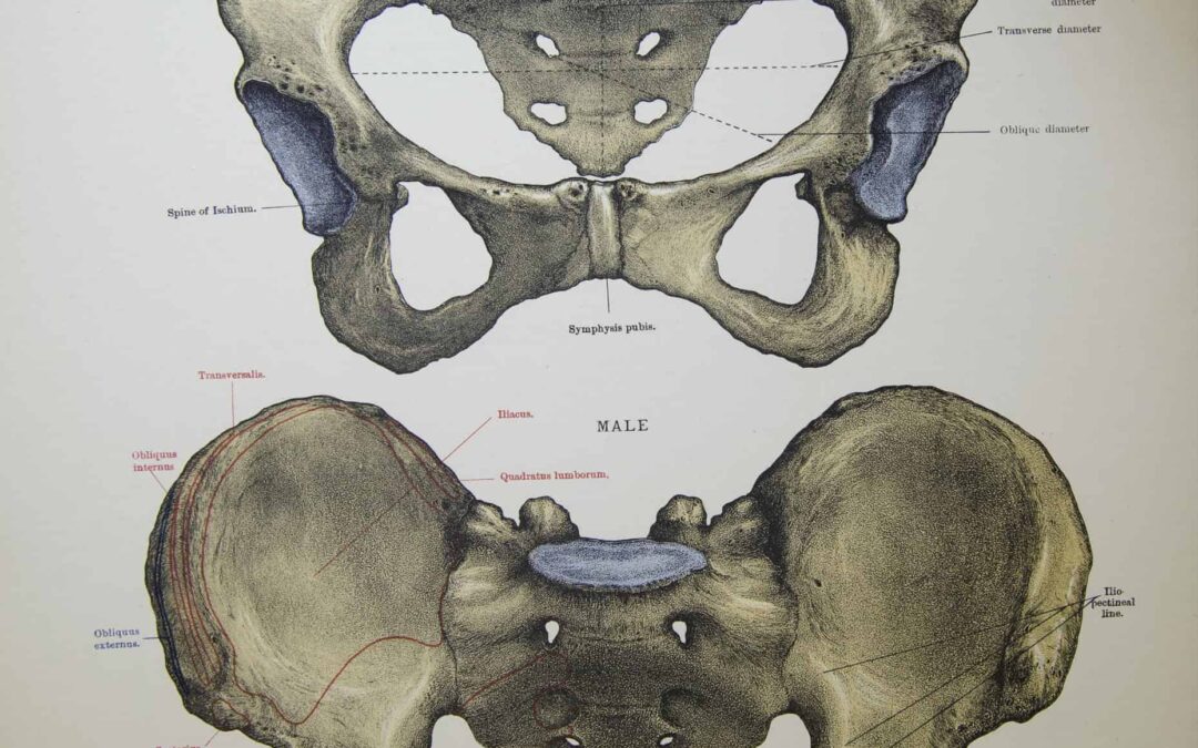 Pectinate Line Of Pubis
